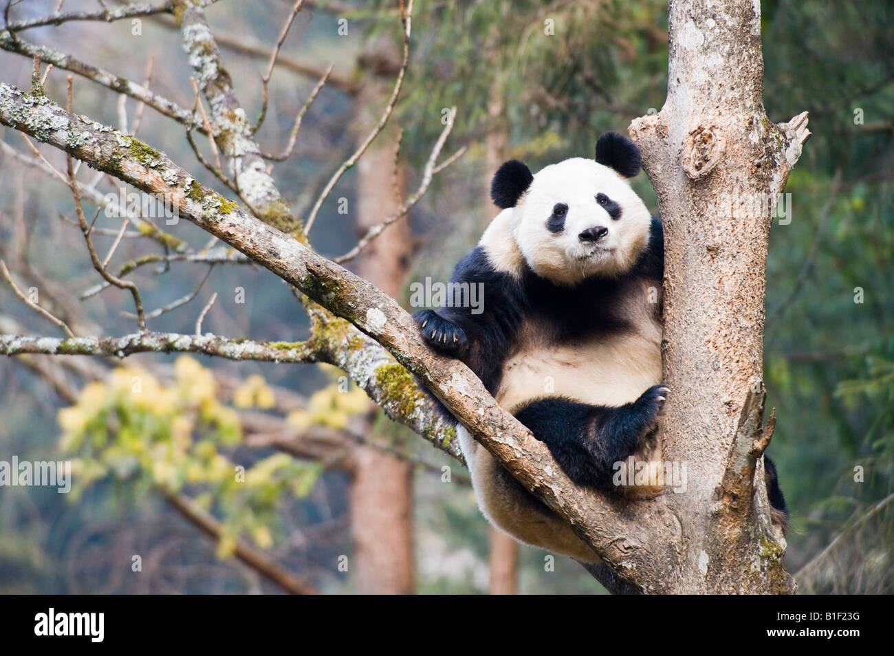 Giant Panda sitting in a tree Woolong China Stock Photo - Alamy