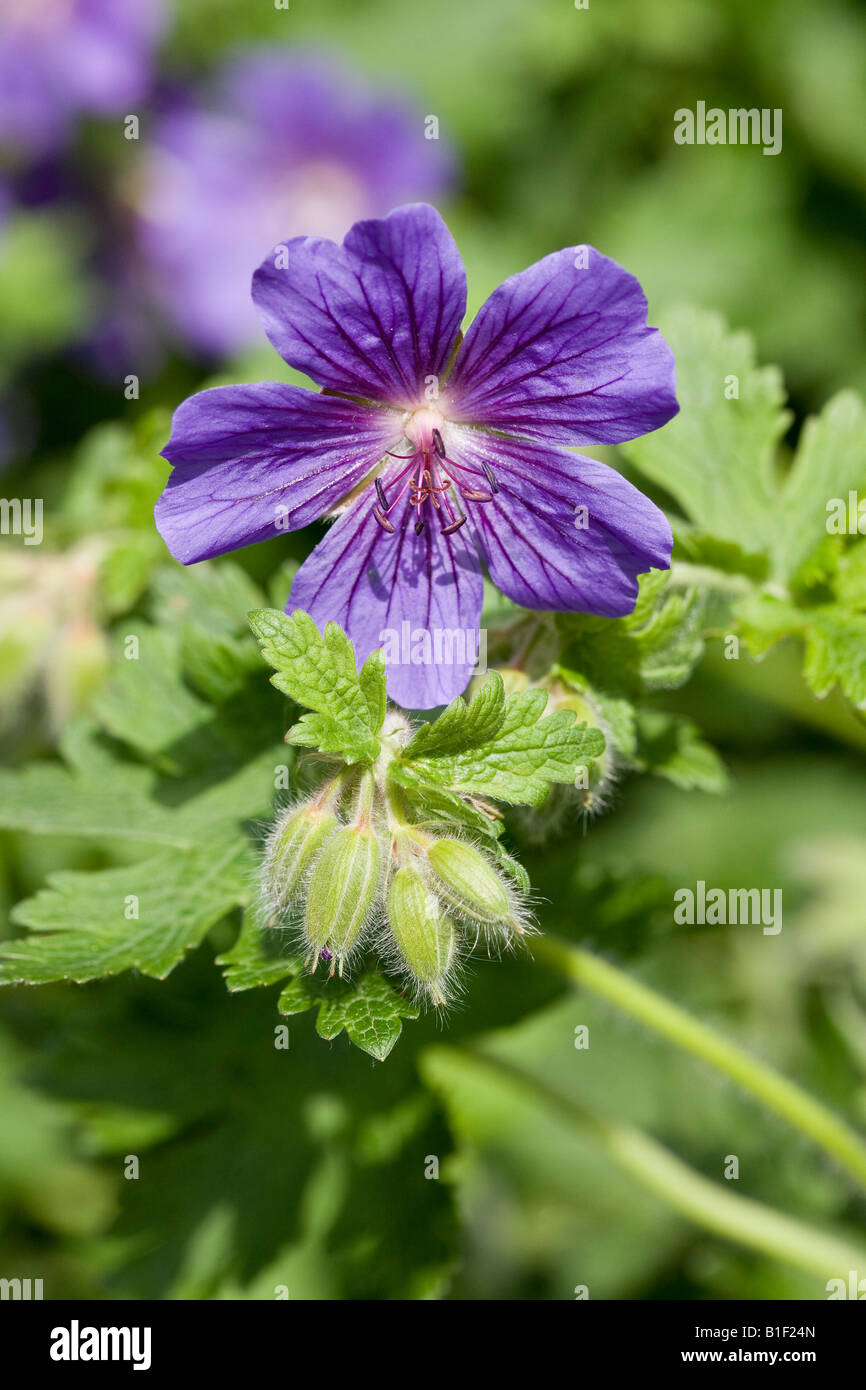 A garden Geranium in full bloom Stock Photo - Alamy