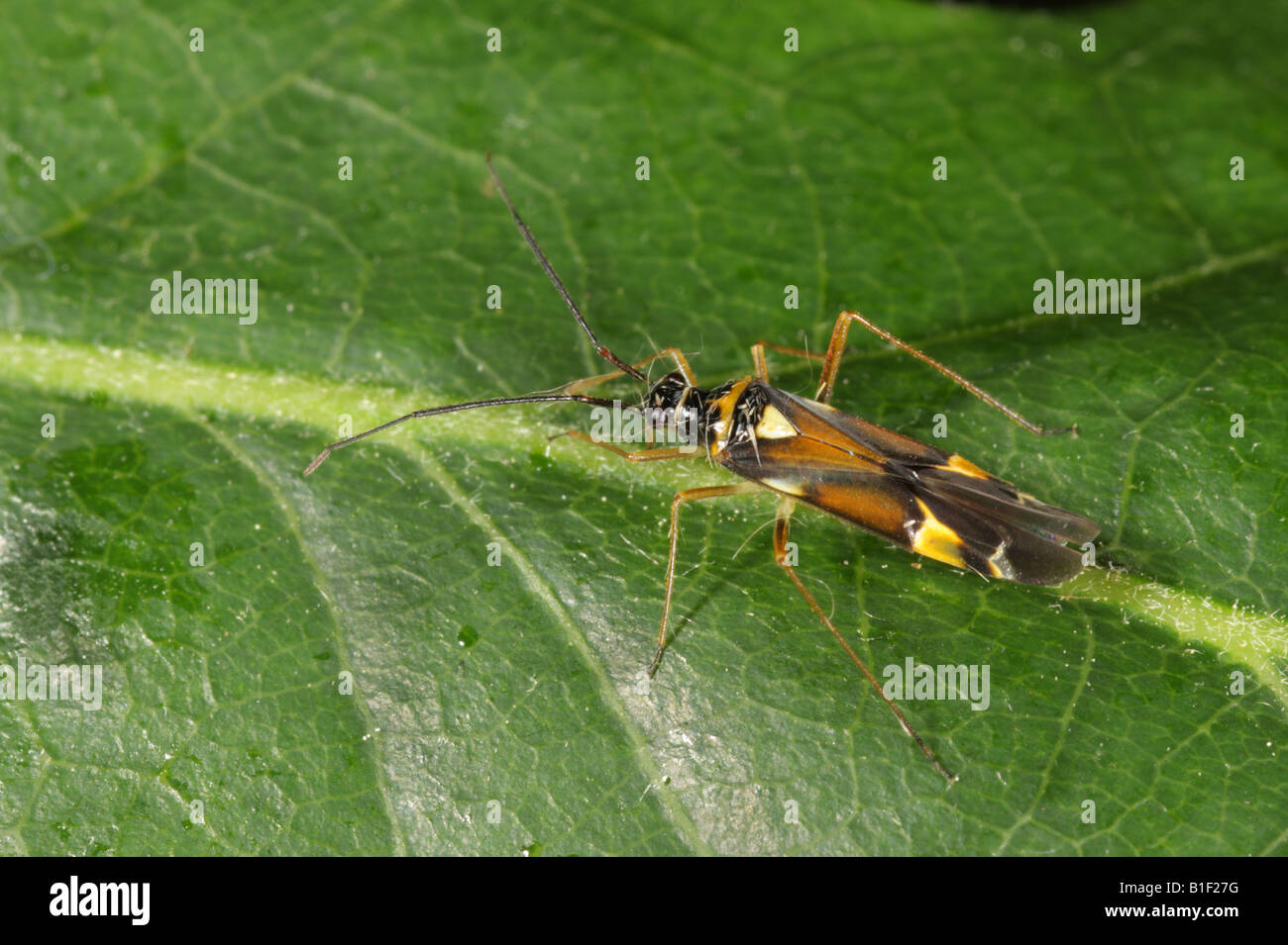 Mirid Bug - Cyllecoris histrionius Stock Photo - Alamy