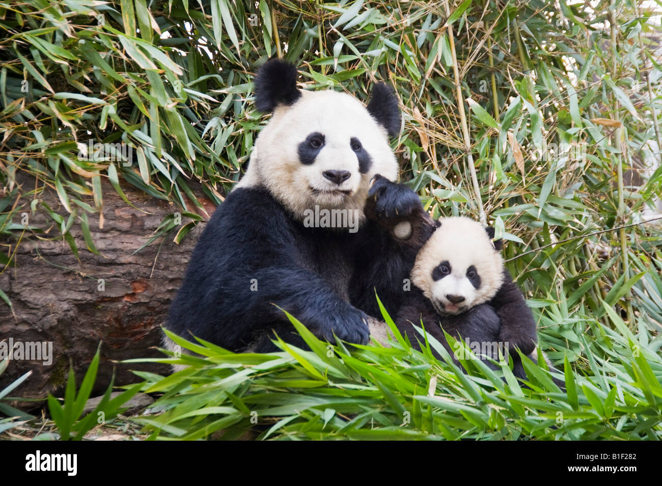 Giant Panda Mother and cub Woolong China Stock Photo - Alamy