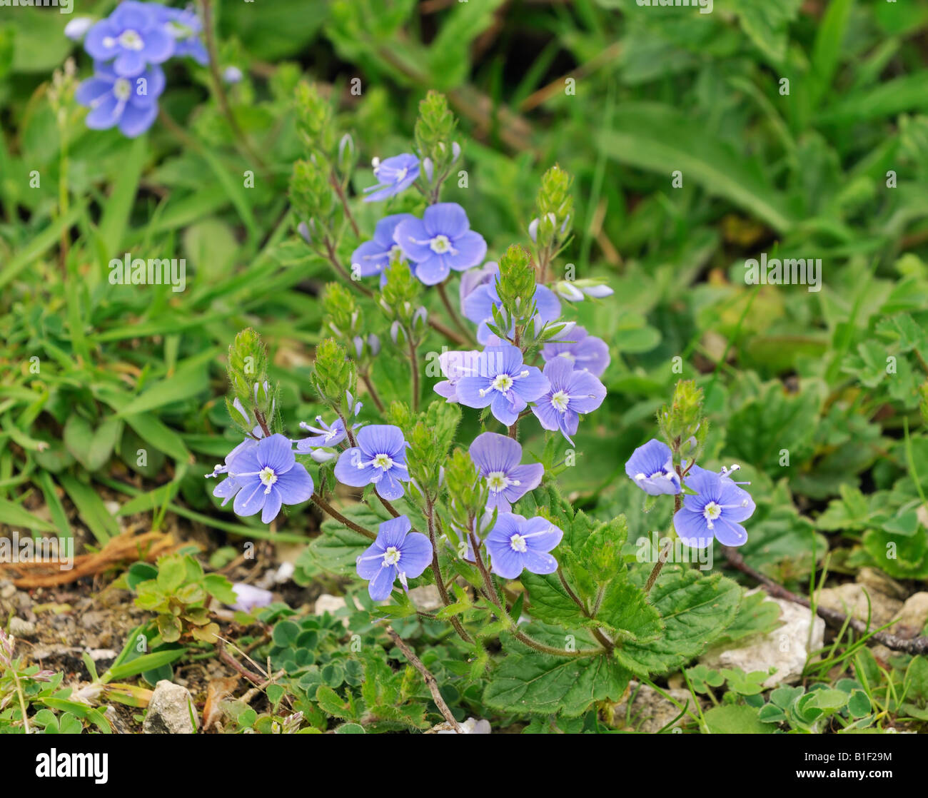 Germander Speedwell Veronica chamaedrys Stock Photo - Alamy