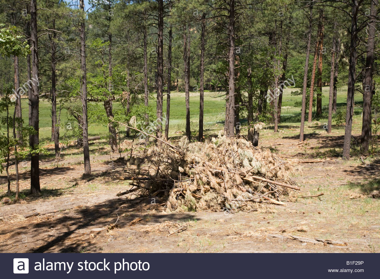 Forest Clearing Fire High Resolution Stock Photography and Images - Alamy
