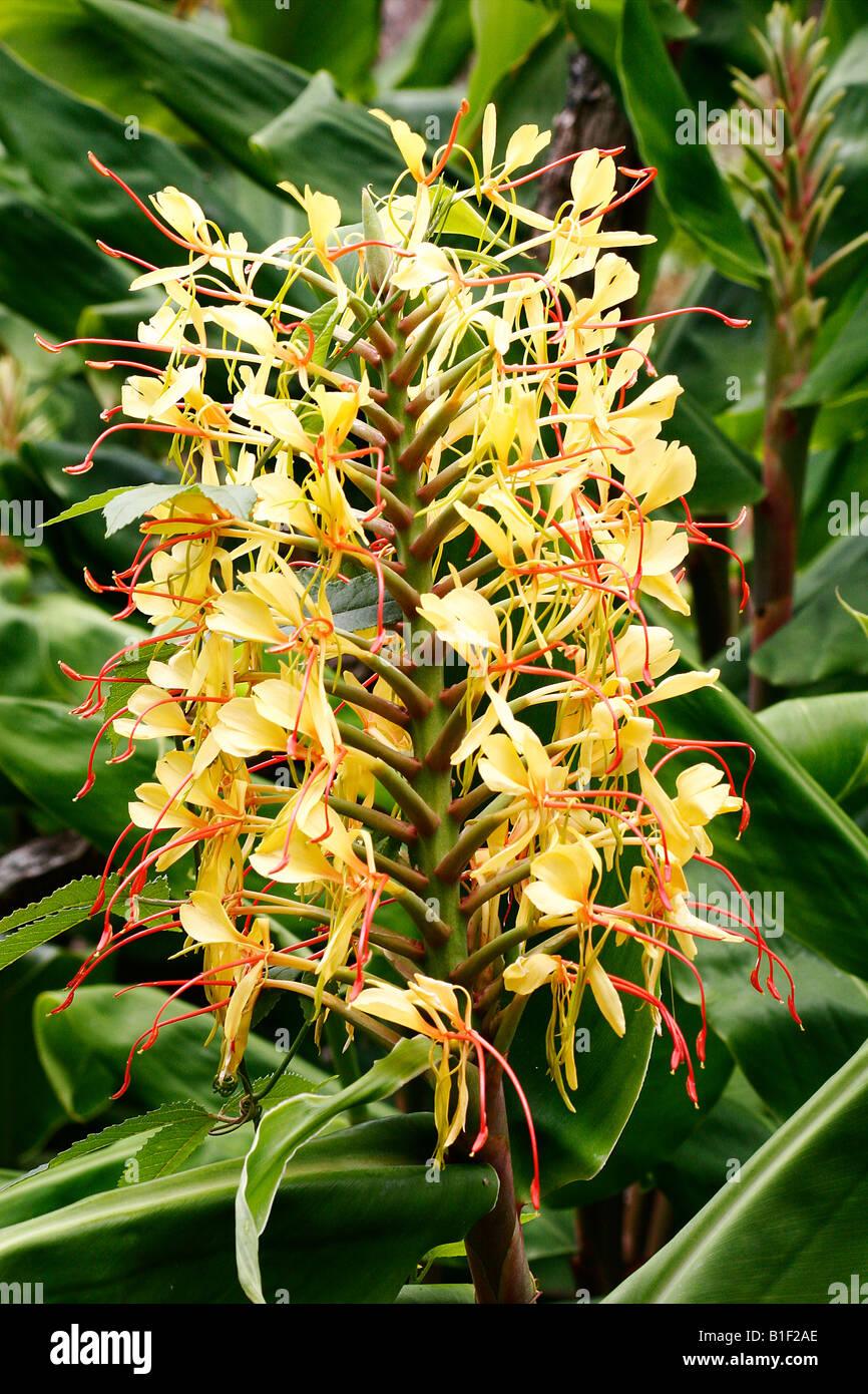 Kahili kauai hi-res stock photography and images - Alamy