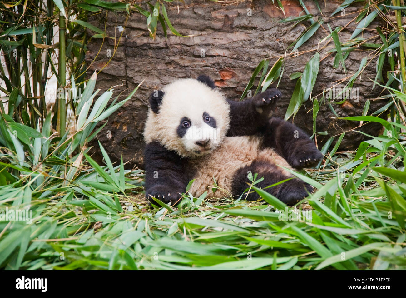 Baby Giant Panda Woolong China Stock Photo - Alamy