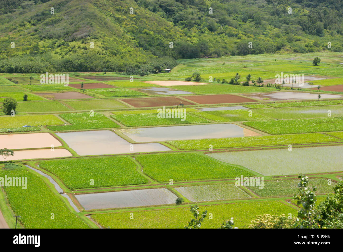 Taro Fields at Hanalei Valley National Wildlife Preserve Stock Photo ...
