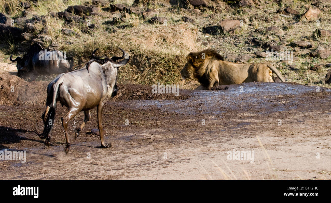 The frightened lion hi-res stock photography and images - Alamy