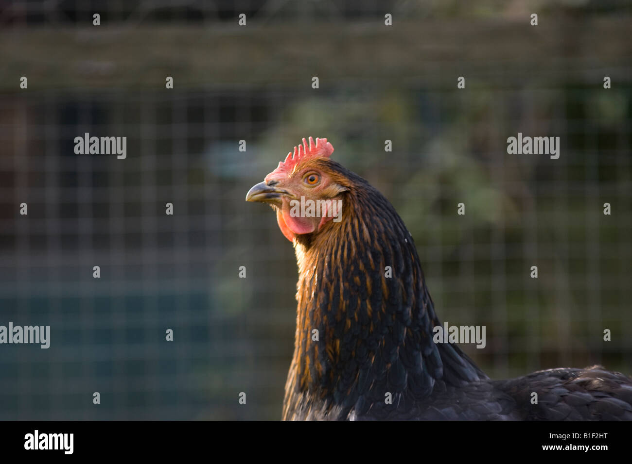 Black rock chicken hi-res stock photography and images - Alamy