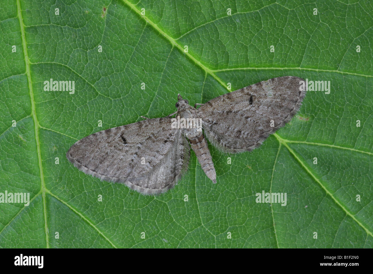 Eupithecia intricata hi-res stock photography and images - Alamy