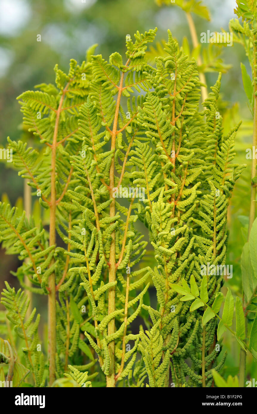 Royal Fern Osmunda regalis Stock Photo - Alamy