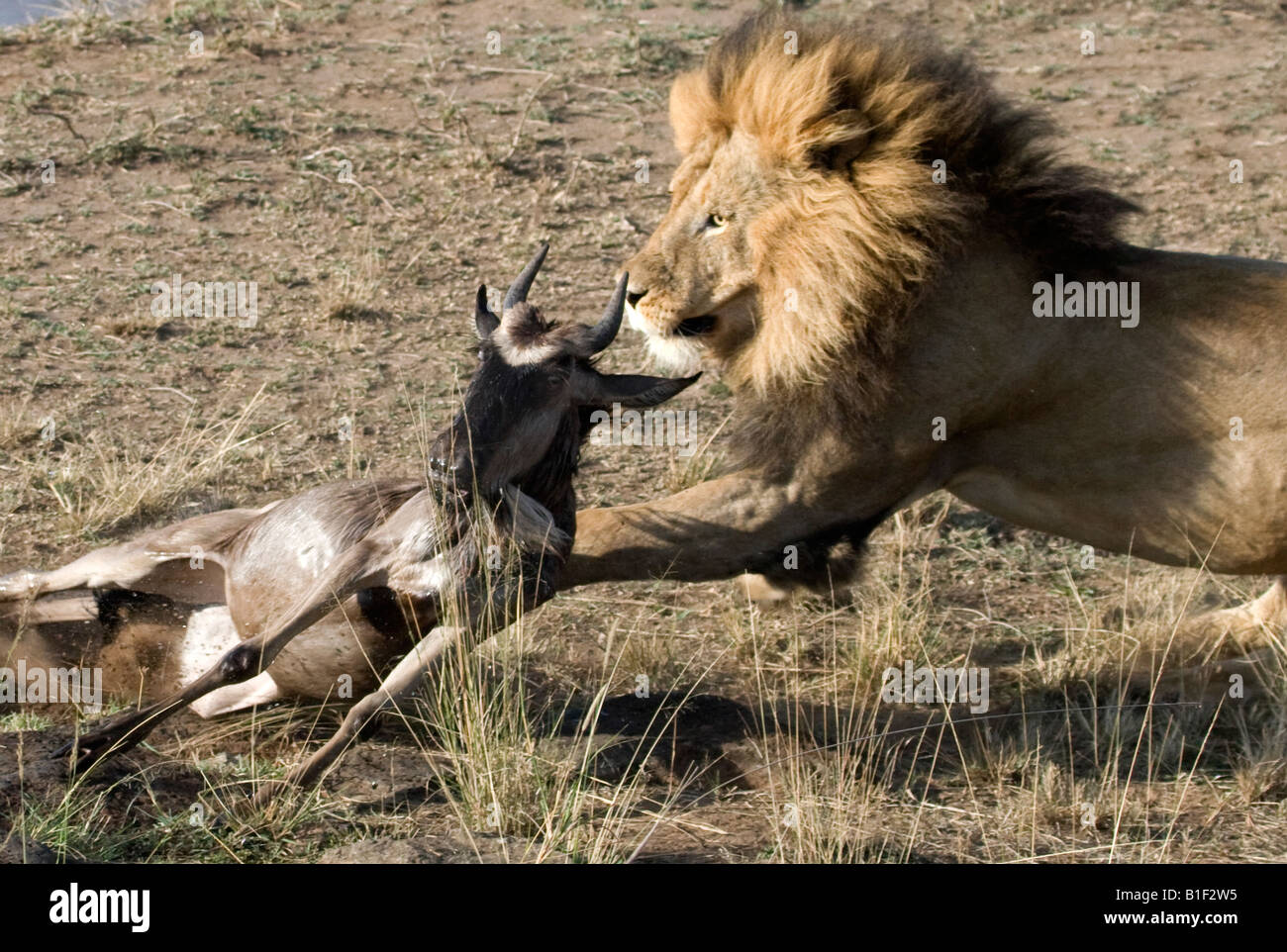 Lion hunting wildebeest hi-res stock photography and images - Alamy