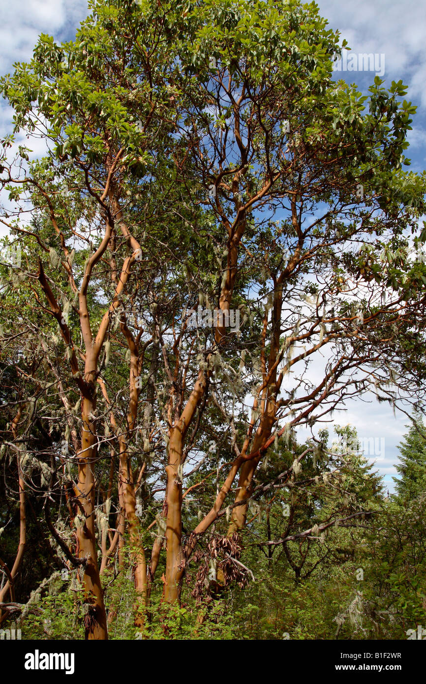 Arbutus trees hi-res stock photography and images - Alamy