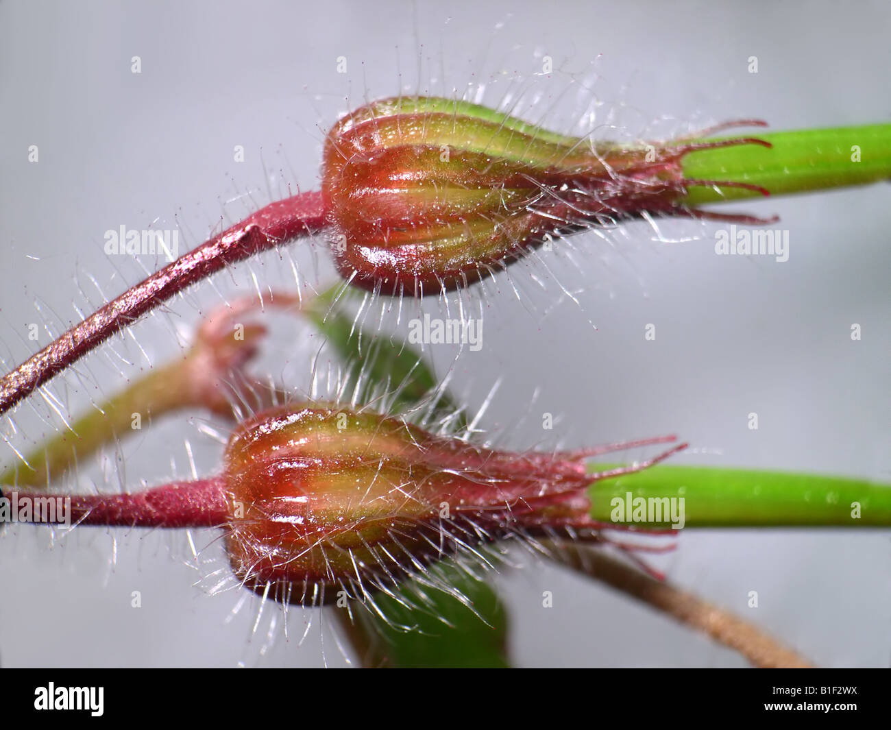 Cranesbill Geranium seed pods magnification 20x Stock Photo - Alamy