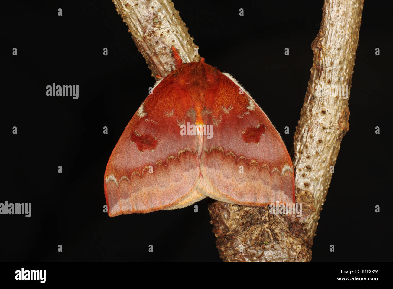 Bullseye Moth - Automeris io Stock Photo - Alamy
