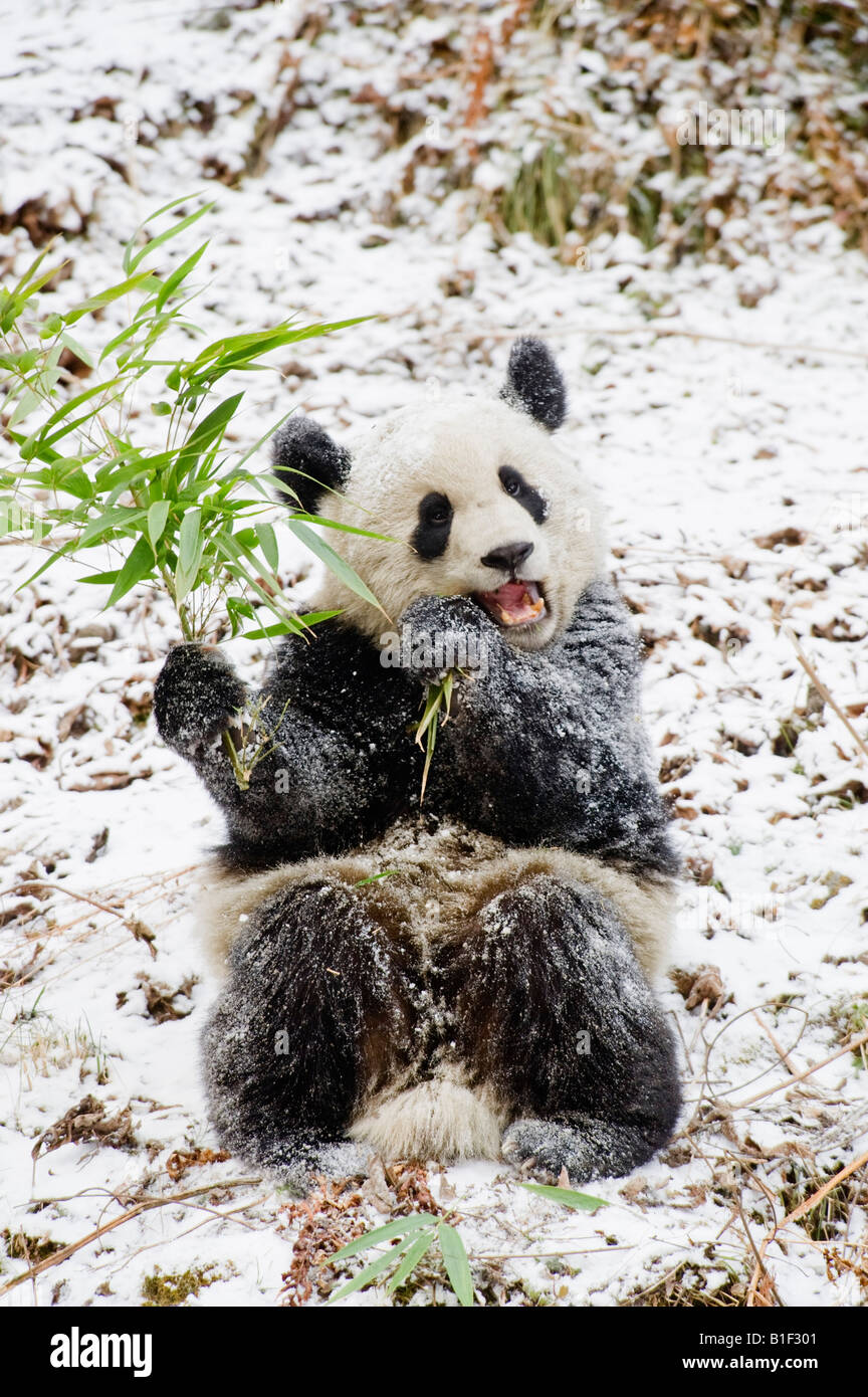 Giant Panda feeding on Bamboo Woolong China Stock Photo - Alamy