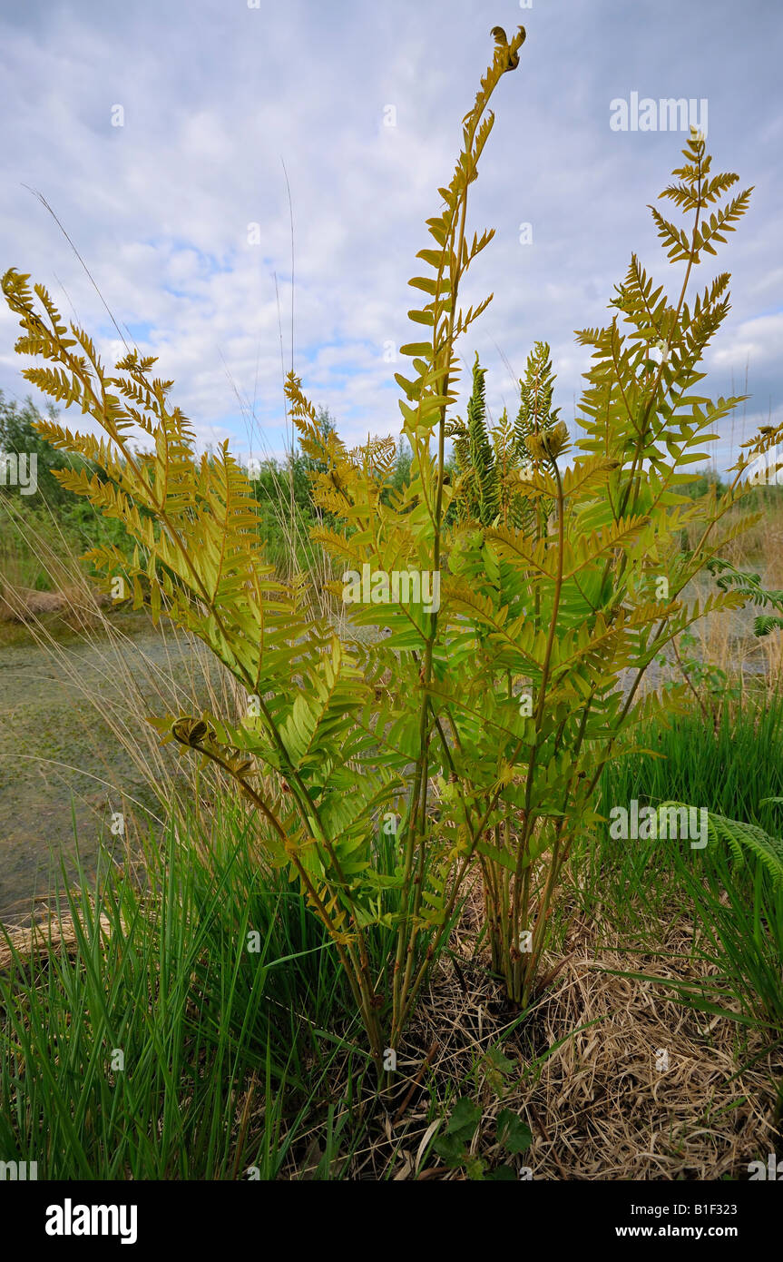 Royal Fern Osmunda regalis Stock Photo - Alamy