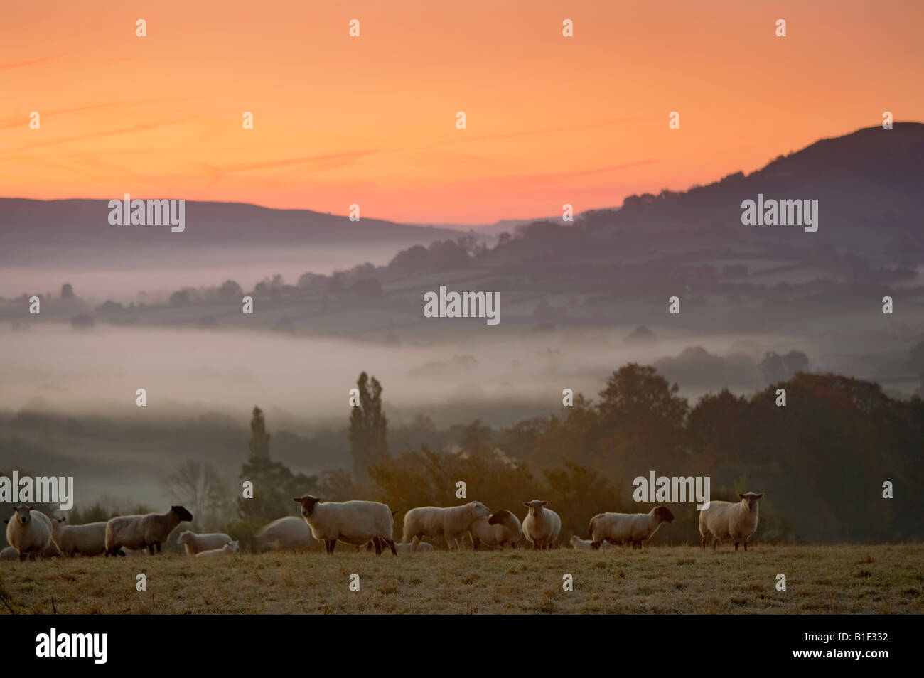 Sheep grazing in misty mountain hi-res stock photography and images - Alamy
