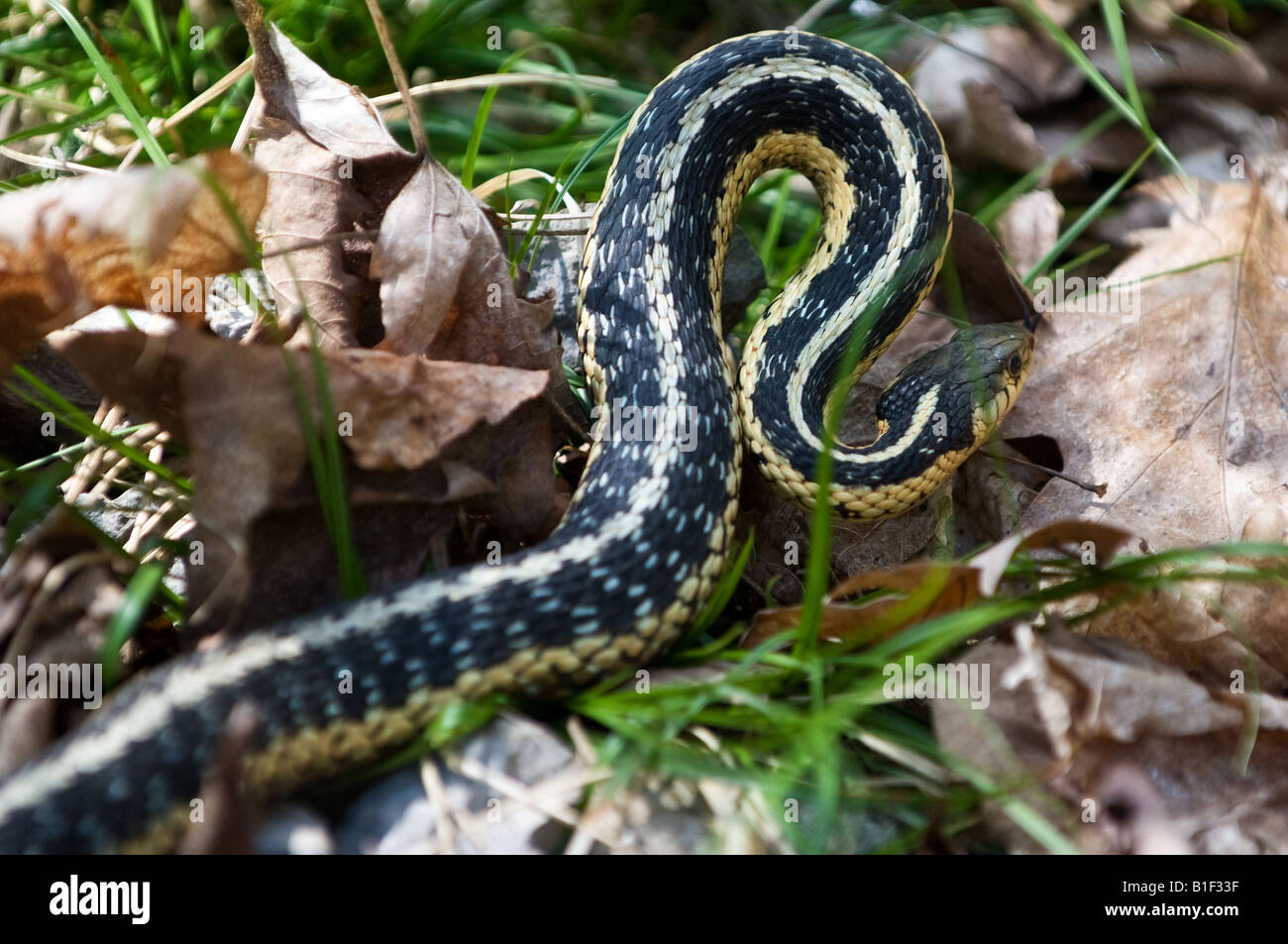 A wild garter snake slithers throught the forest Stock Photo - Alamy