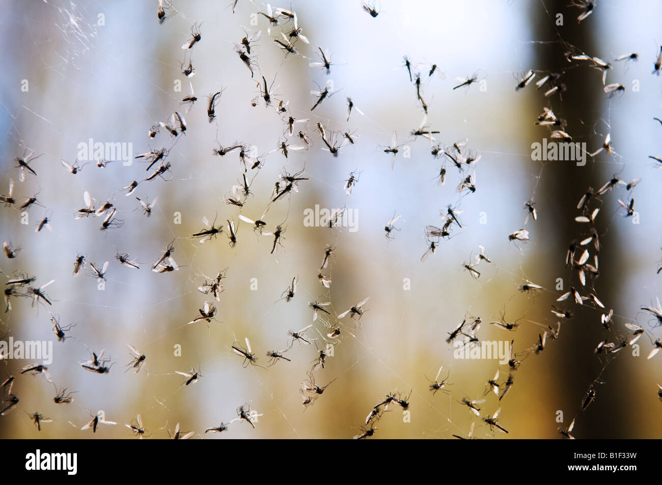 Many flies caught in a spiders web Stock Photo - Alamy