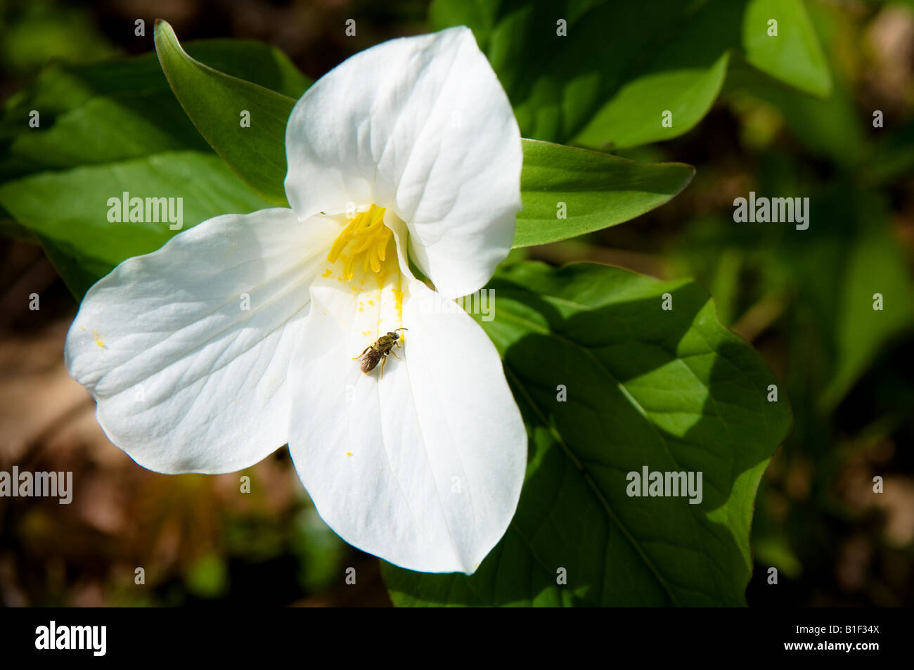 Wild Trillium Flower Trillium Ovatum In Ontario Canada Trillium Is