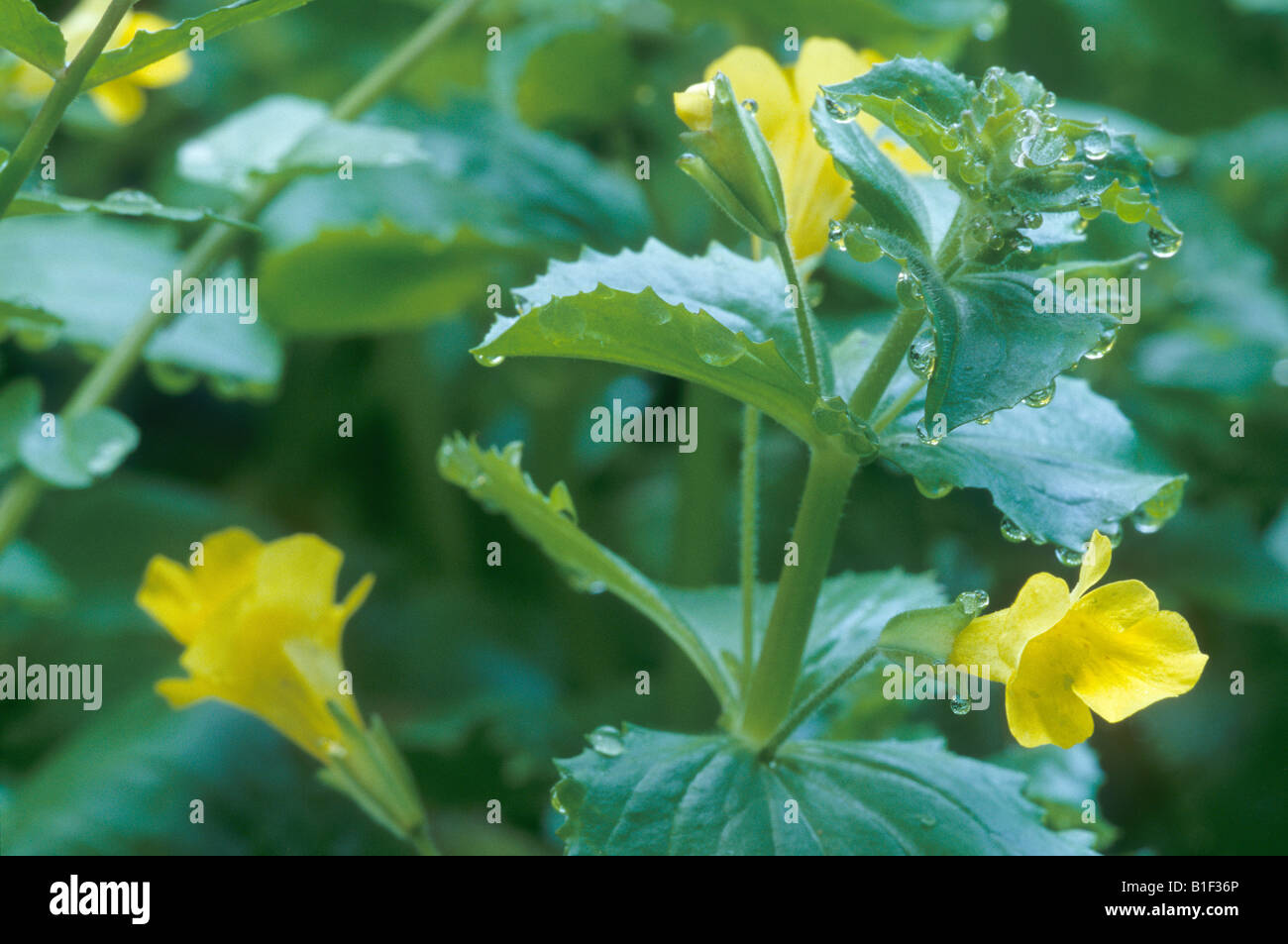 Michigan Monkey Flower, Mimulus glabratus var. michiganensis Stock ...