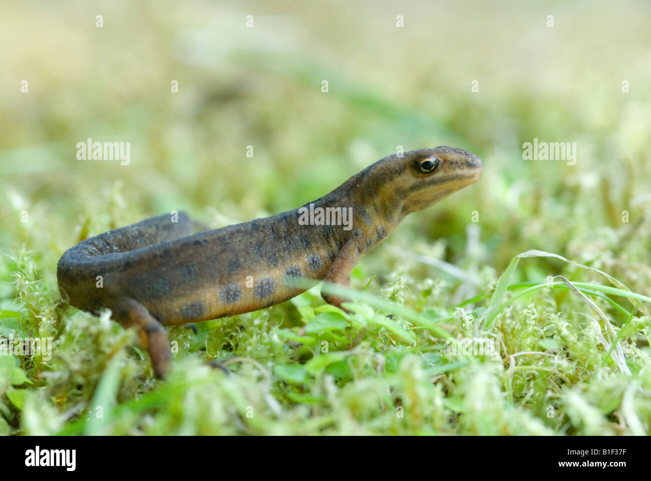 Edge british hi-res stock photography and images - Alamy