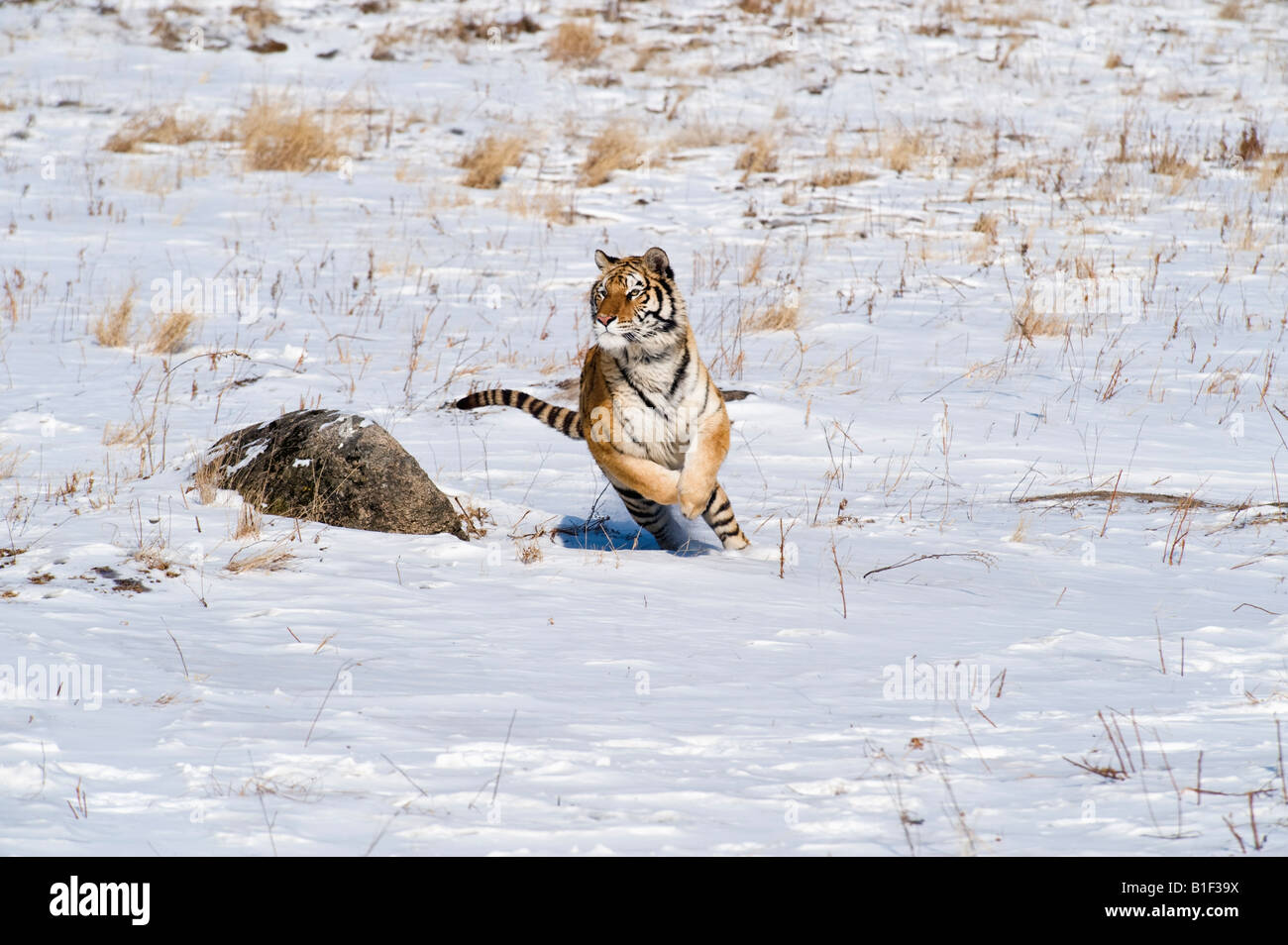 Siberian tiger running in snow hi-res stock photography and images - Alamy