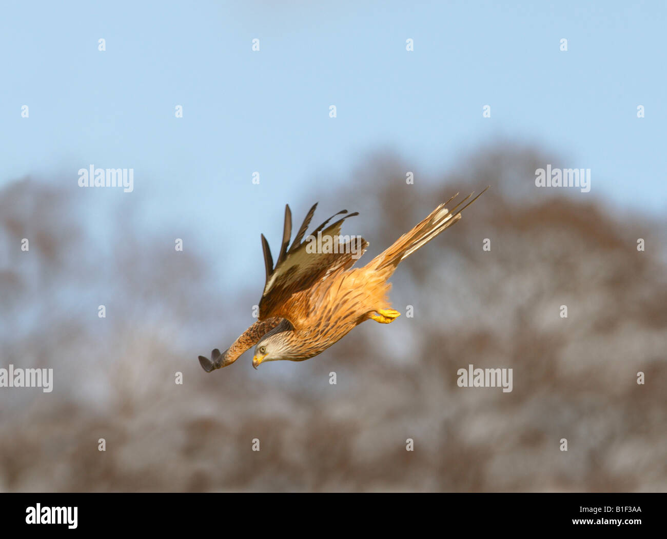 Red Kite Feeding Centre Gigrin Farm Rhayader Stock Photo - Alamy