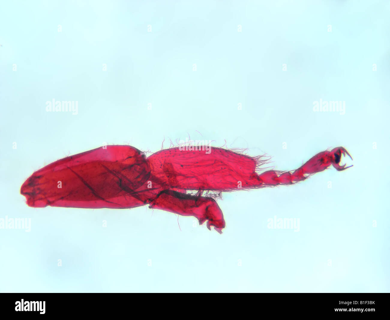 Insect microscope hi-res stock photography and images - Alamy