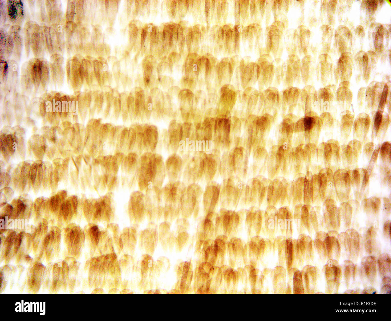 Insect wing microscope hi-res stock photography and images - Alamy