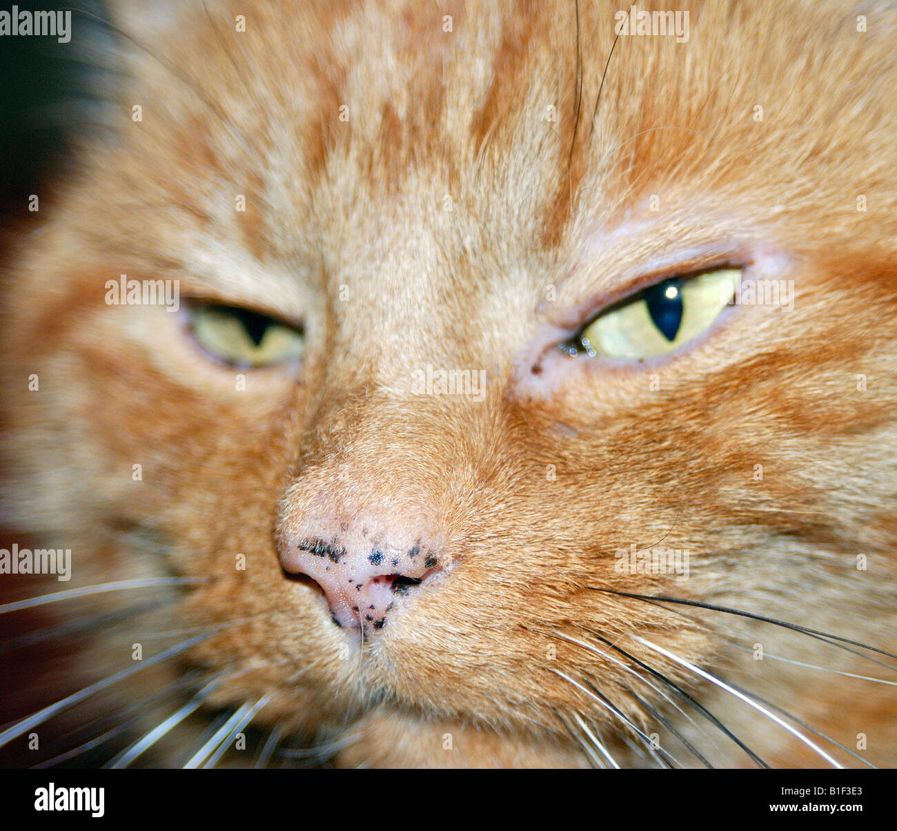 Close up head portrait of a ginger cat with light and dark ginger ...