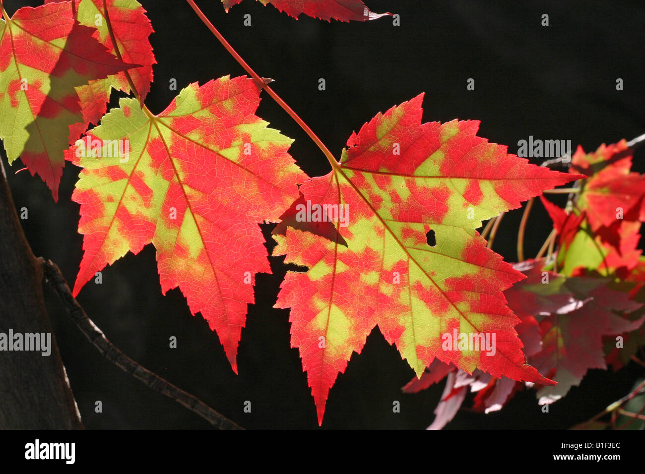 pair of colorful red and green autumn maple leaves Stock Photo - Alamy