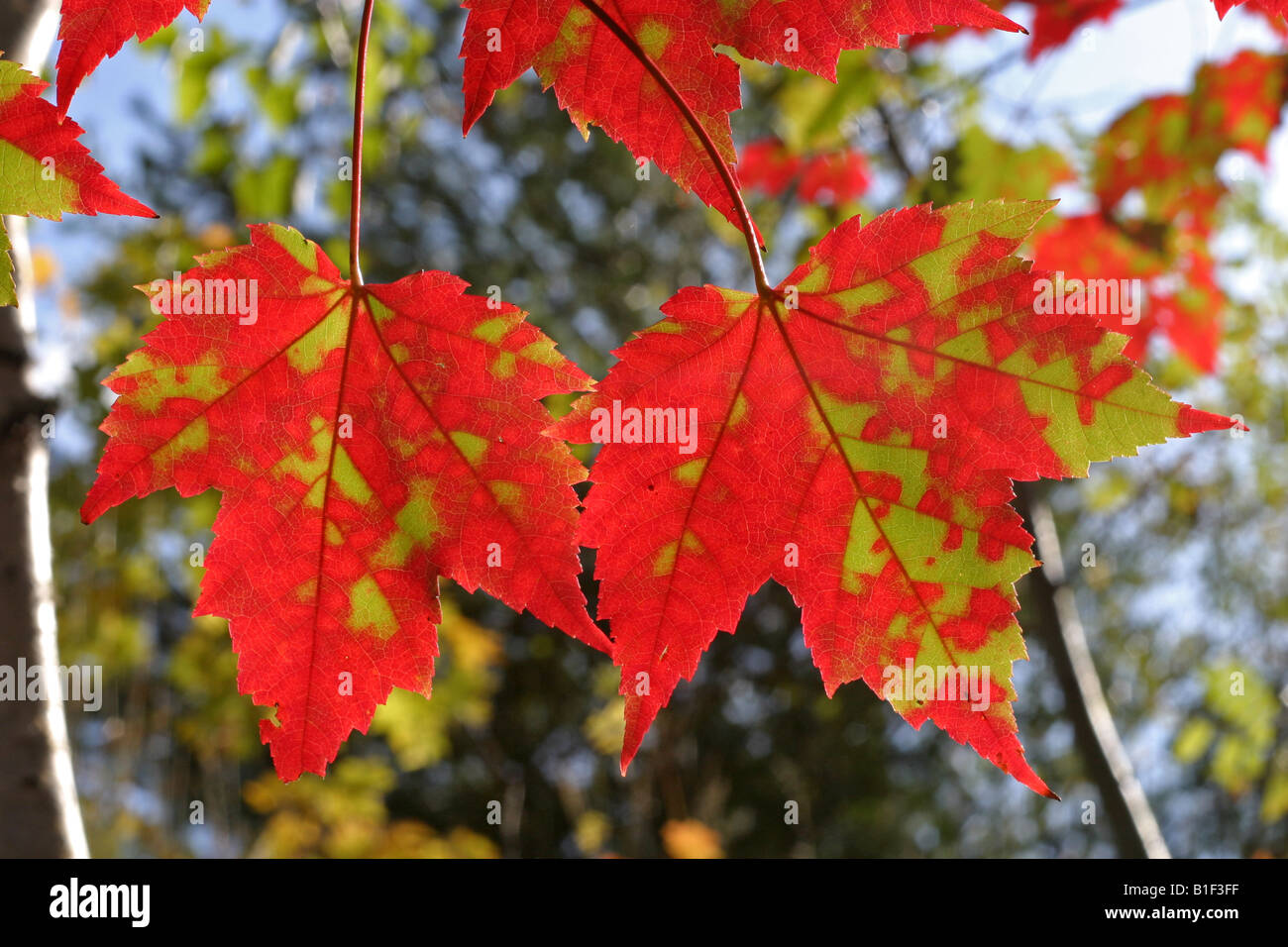 pair of colorful hanging red and green autumn maple leaves Stock Photo ...