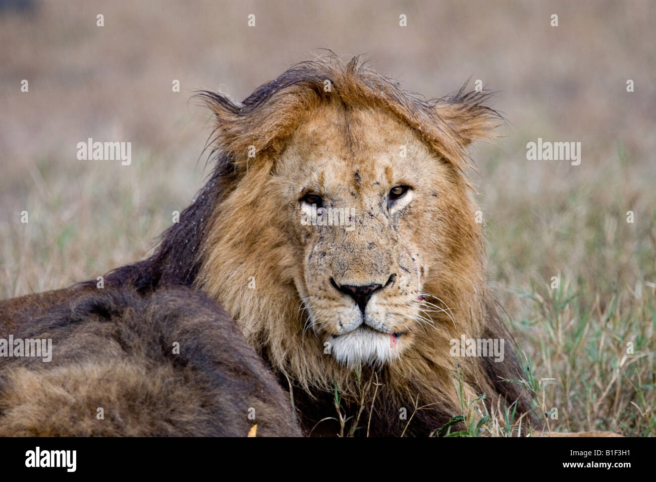 Lion lying in rain on masai mara Stock Photo - Alamy
