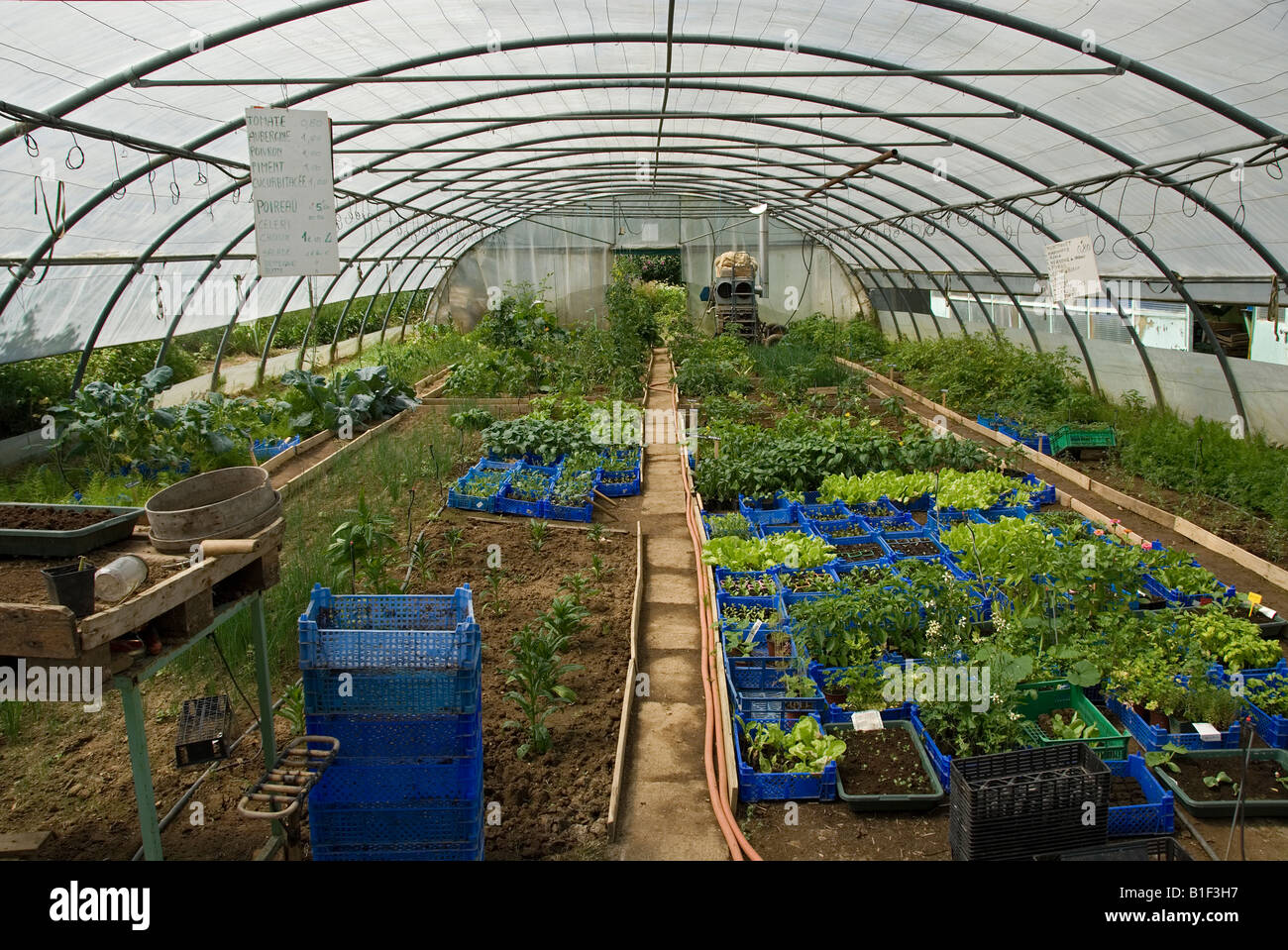 Stock photo of the inside of a commercial polytunnel Stock Photo - Alamy