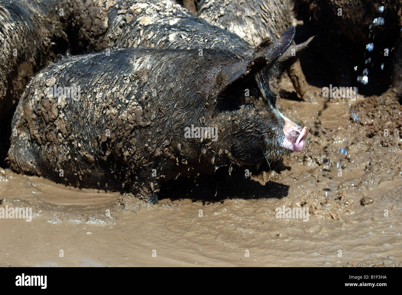 A pig in mud Stock Photo - Alamy