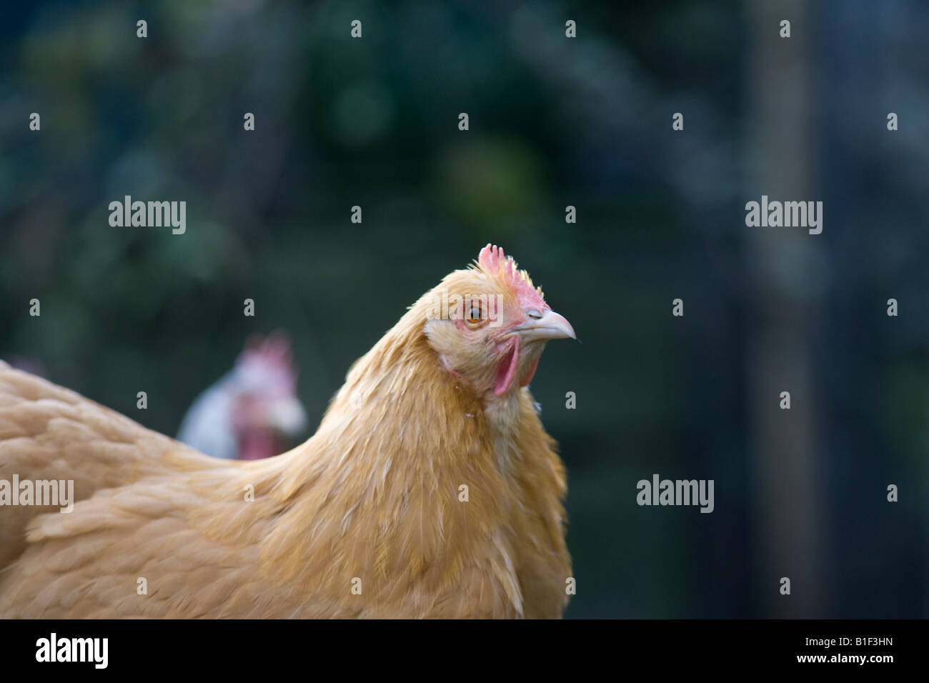 Buff orpington chicken hen hi-res stock photography and images - Alamy