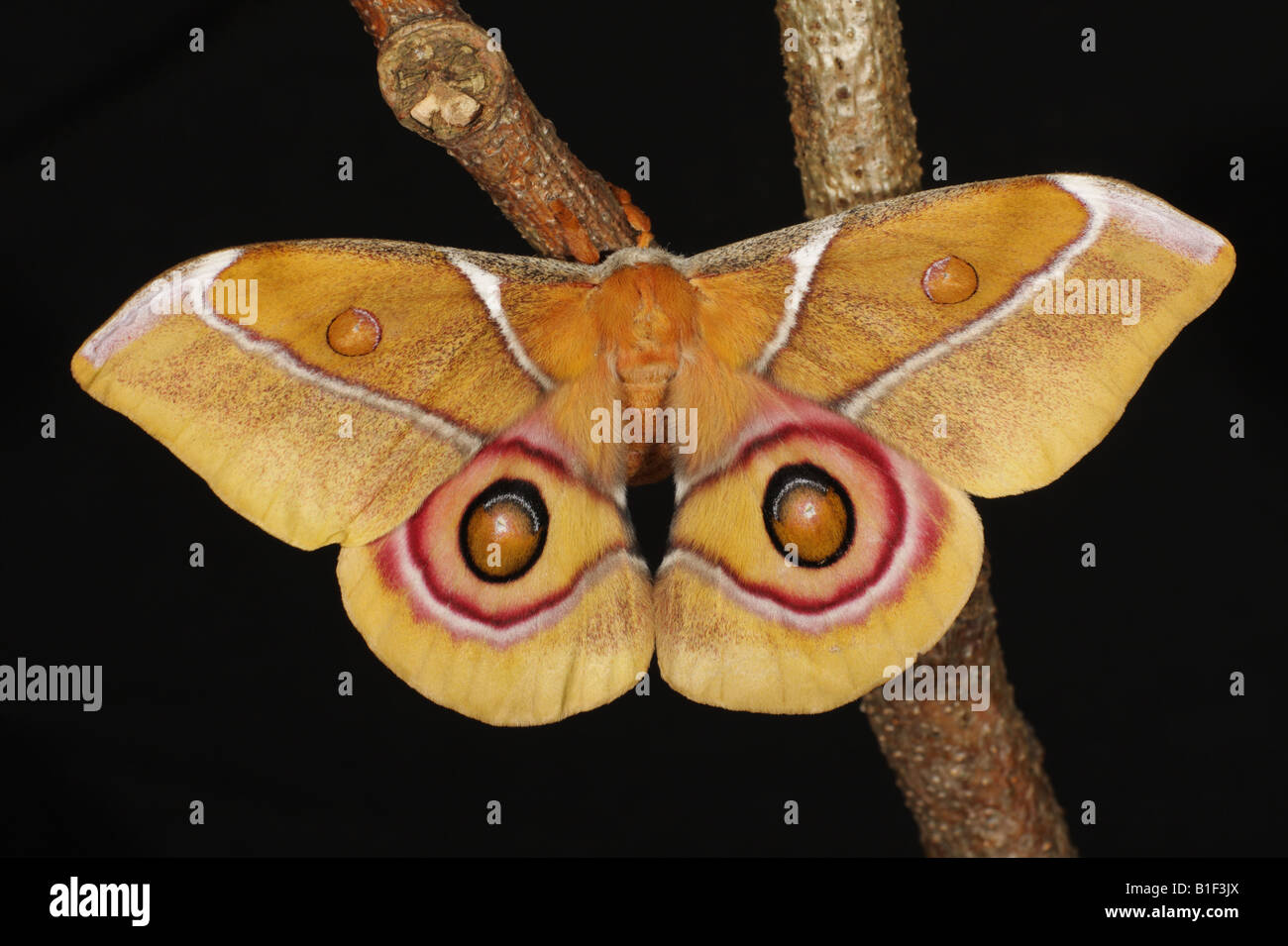 Suraka hi-res stock photography and images - Alamy