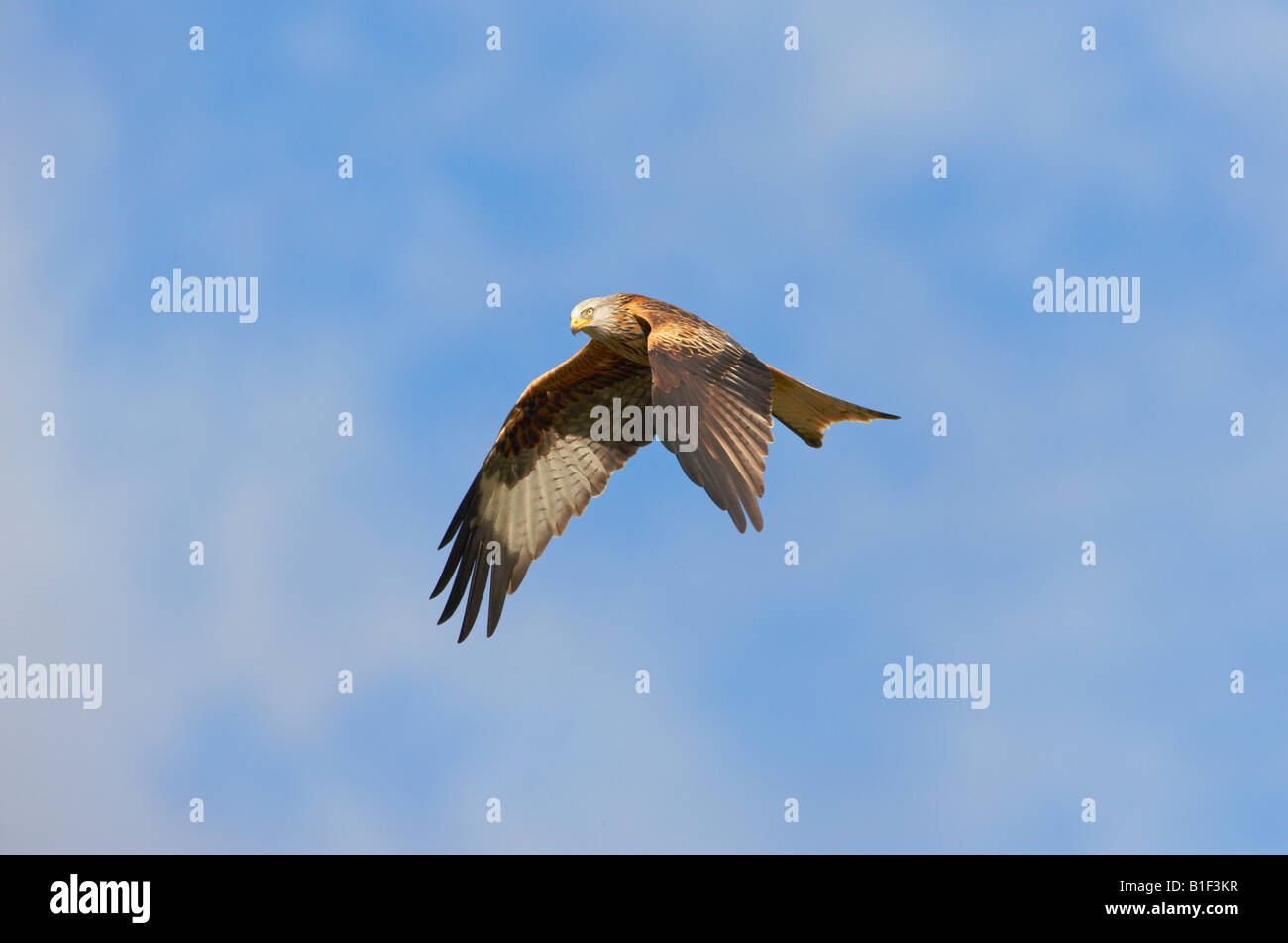 Red Kite Feeding Centre Gigrin Farm Rhayader Stock Photo - Alamy