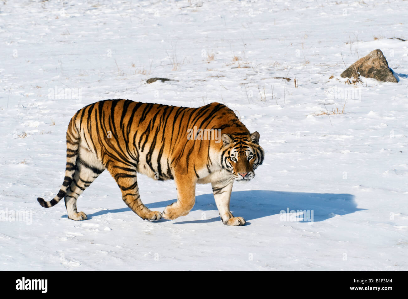 Siberian Tiger walking in the snow China Stock Photo - Alamy