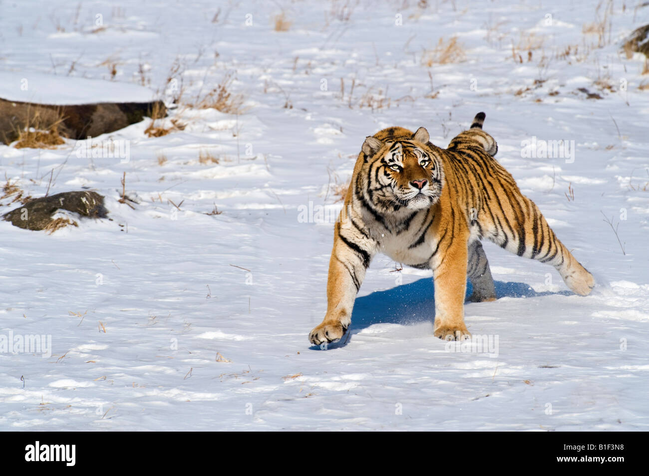 Siberian Tiger Running