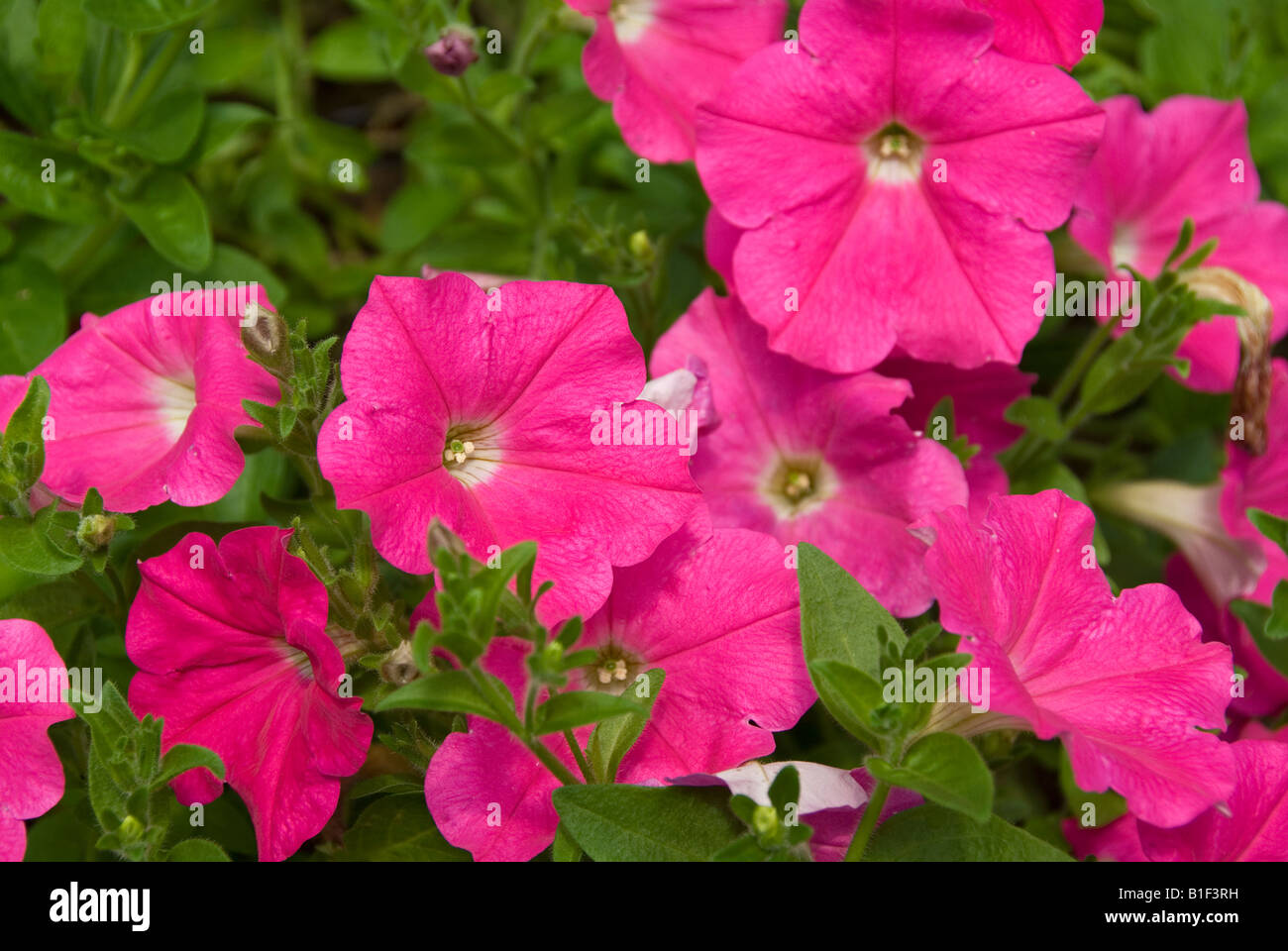 Stock Photo of Pink Petunia Flowers Stock Photo - Alamy
