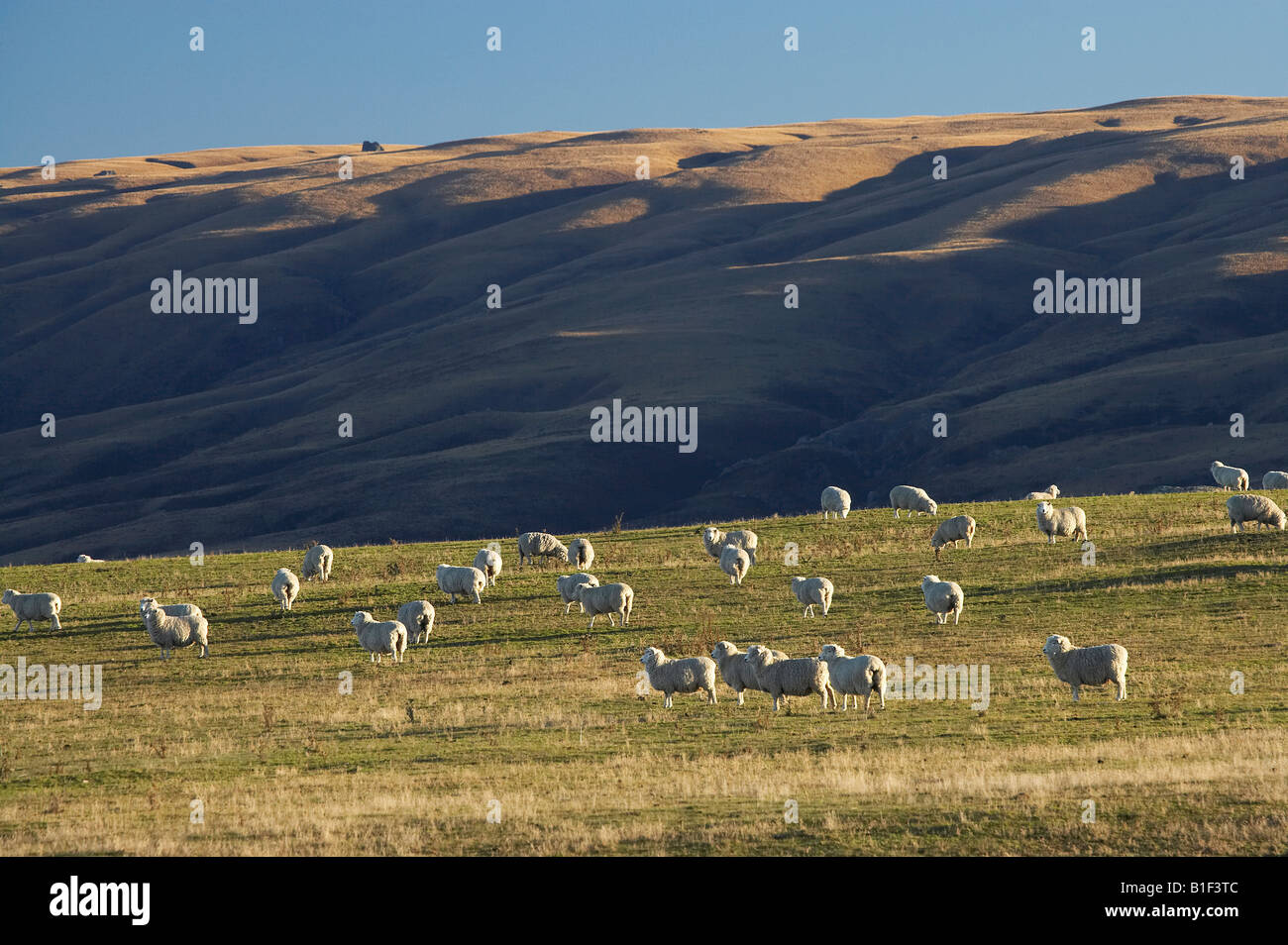 Strath taieri hi-res stock photography and images - Alamy