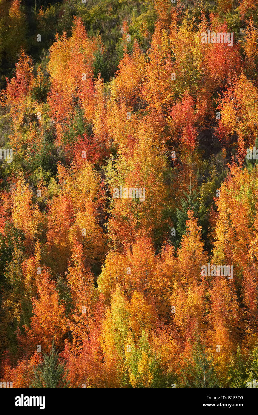 Autumn Colour Arrowtown near Queenstown Otago South Island New Zealand ...