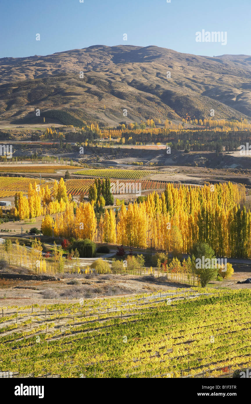 Mt difficulty winery hi-res stock photography and images - Alamy