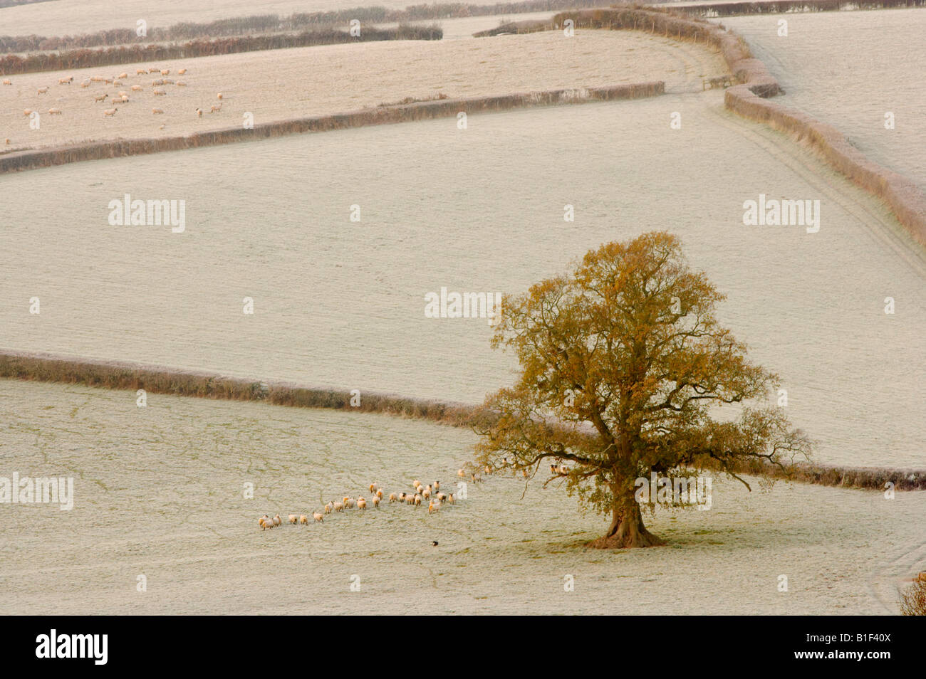 Sheep Farming Tredean Farm near Llanishen Stock Photo - Alamy
