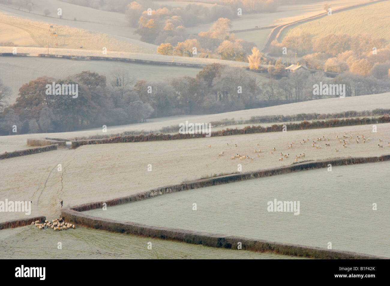 Sheep Farming Tredean Farm near Llanishen Stock Photo - Alamy