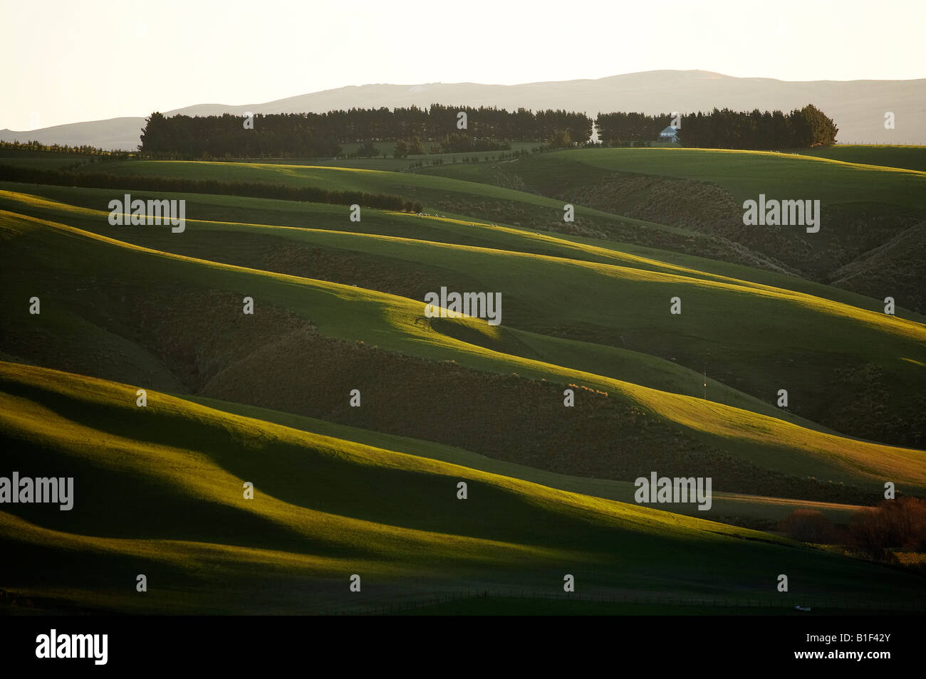 Rolling Farmland Maungatuas near Dunedin Otago South Island New Zealand ...