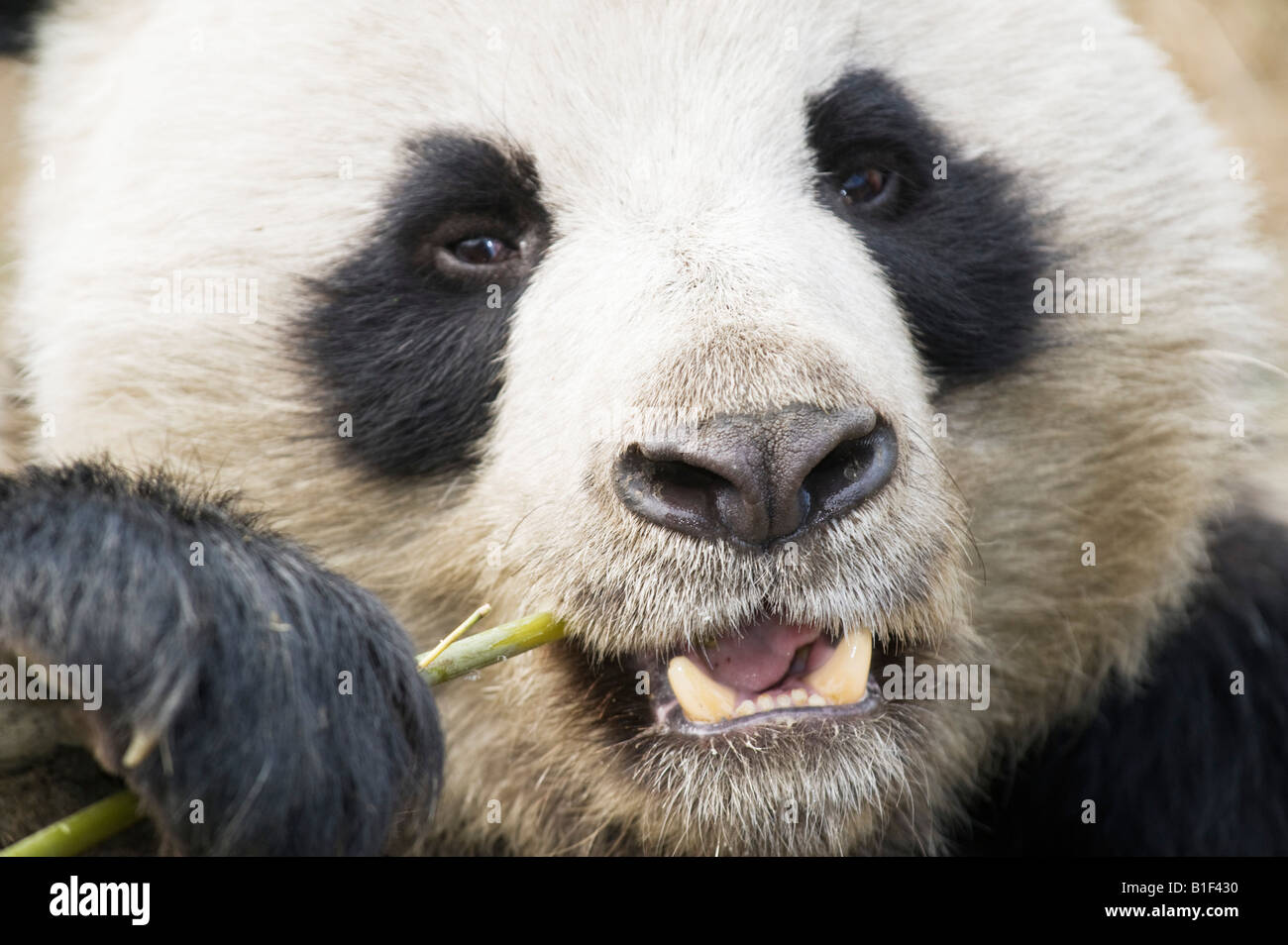 Close up of Giant Panda eating bamboo Woolong China Stock Photo - Alamy