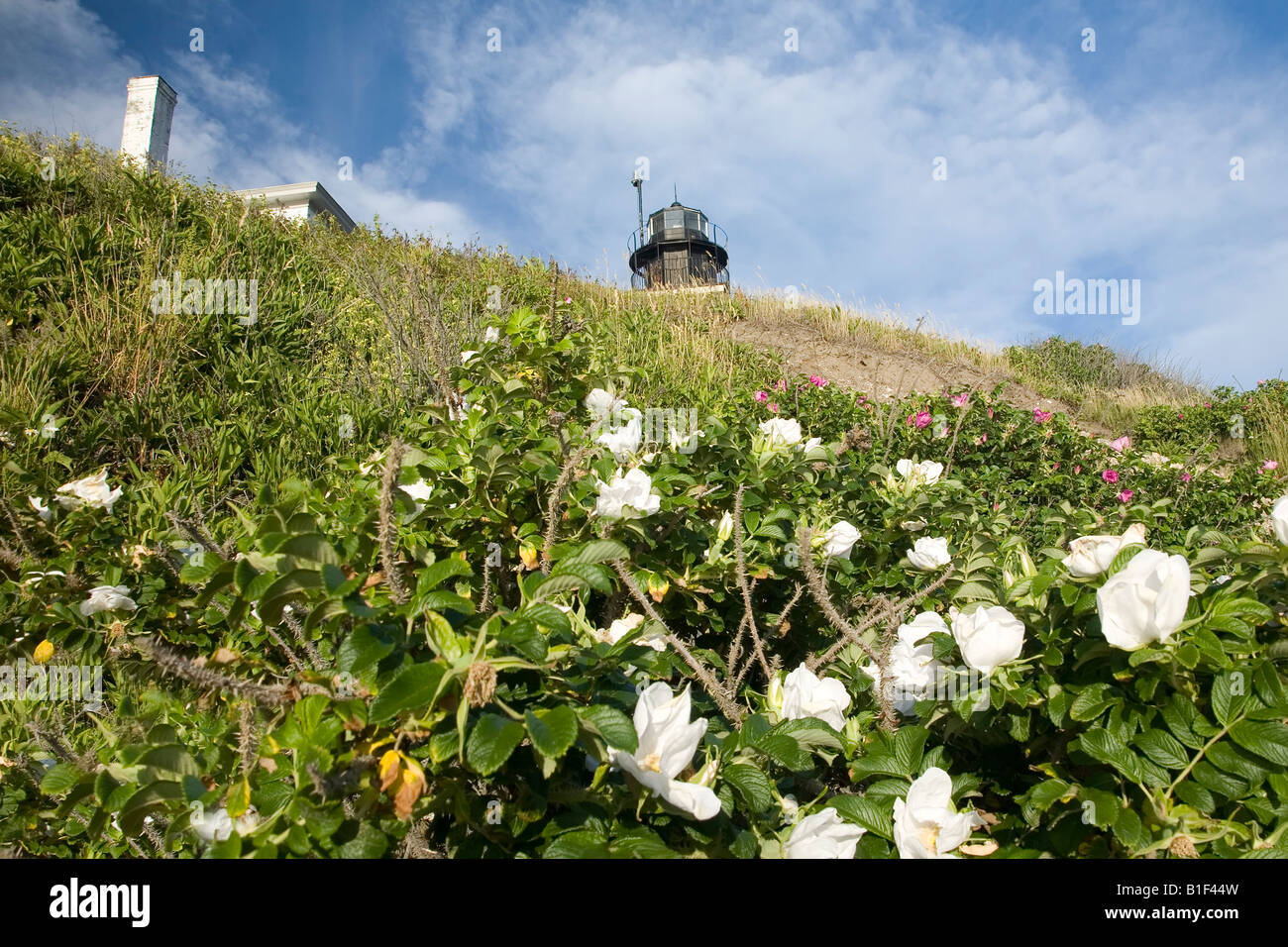 Photo of roses with a lighthouse in the background Stock Photo - Alamy