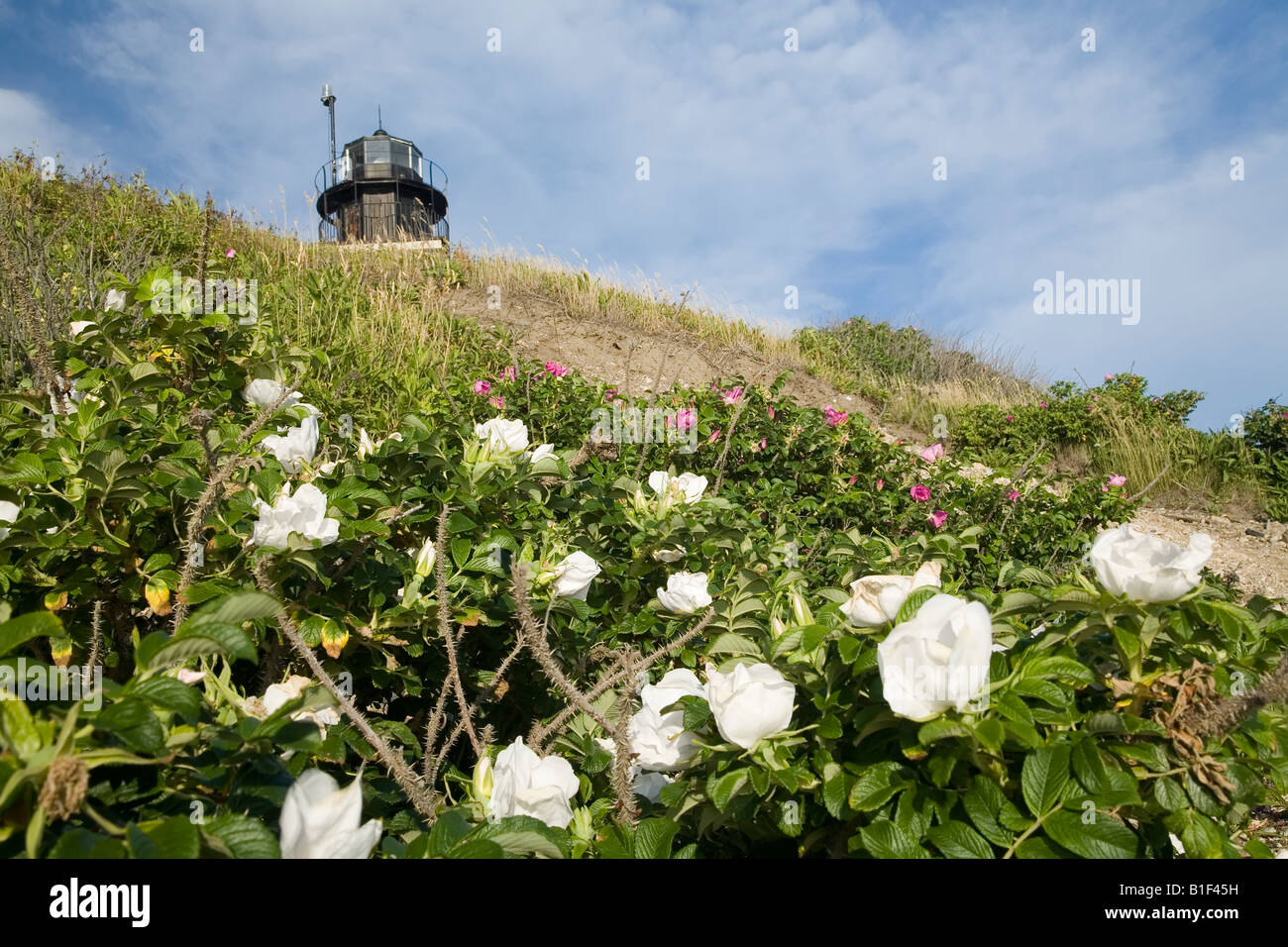 Photo of roses with a lighthouse in the background Stock Photo - Alamy